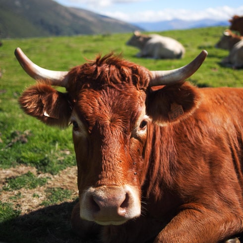 Pyrenees Bike Tours | Challenge Tours | DuVine